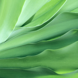 Calm - The #1 App for Meditation and Sleep