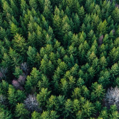 Calm - The #1 App for Meditation and Sleep