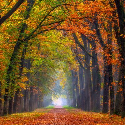 Calm - The #1 App for Meditation and Sleep