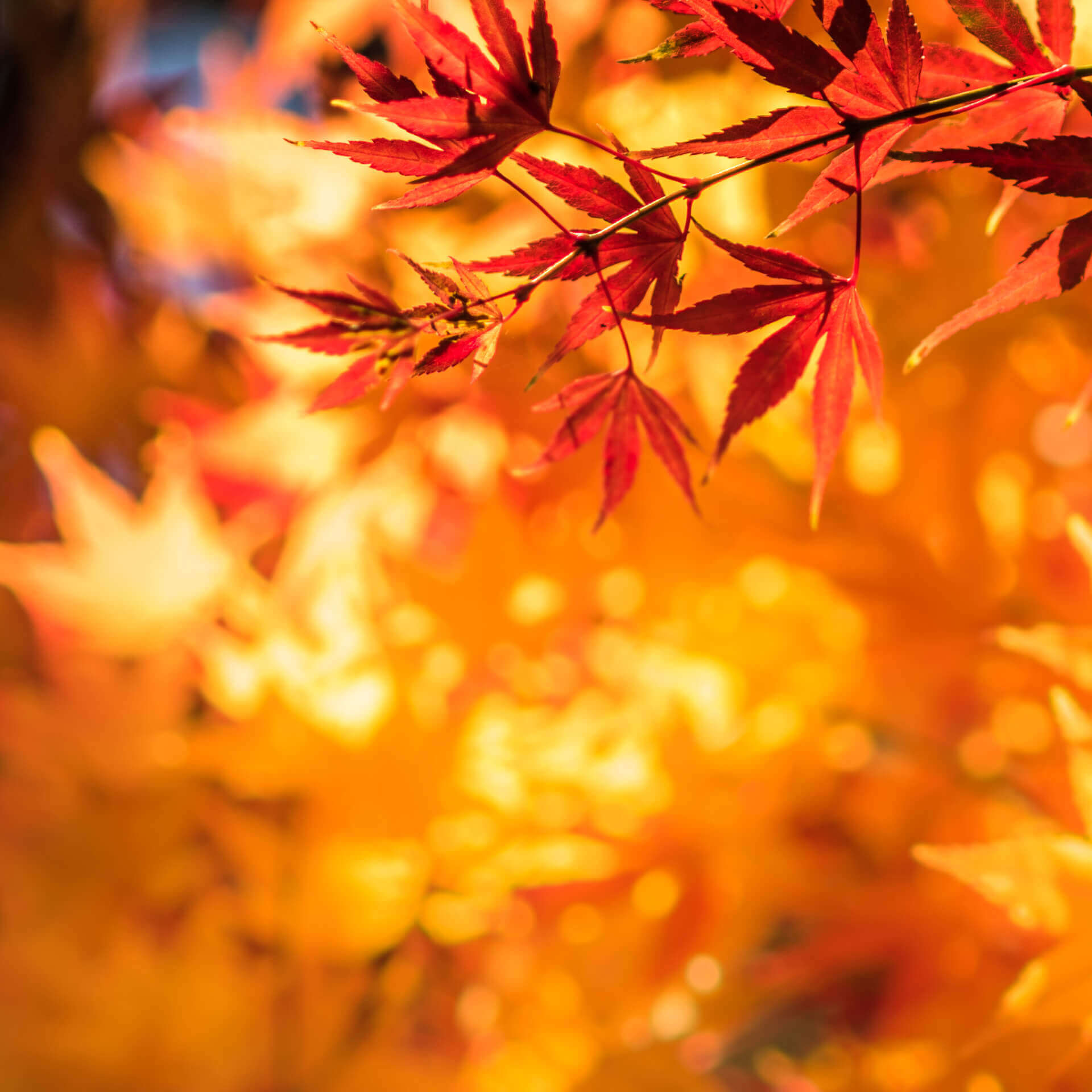 Calm - The #1 App for Meditation and Sleep