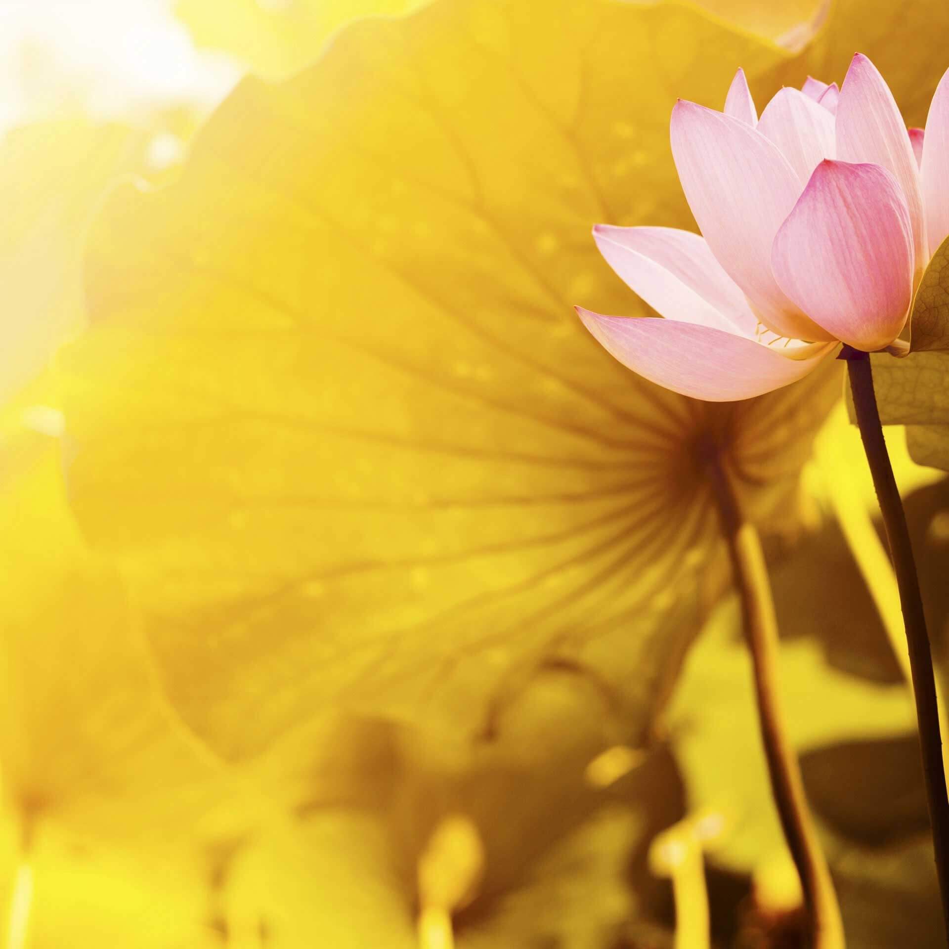 Calm - The #1 App for Meditation and Sleep